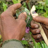 South-East Asia: worrying trend in opium cultivation